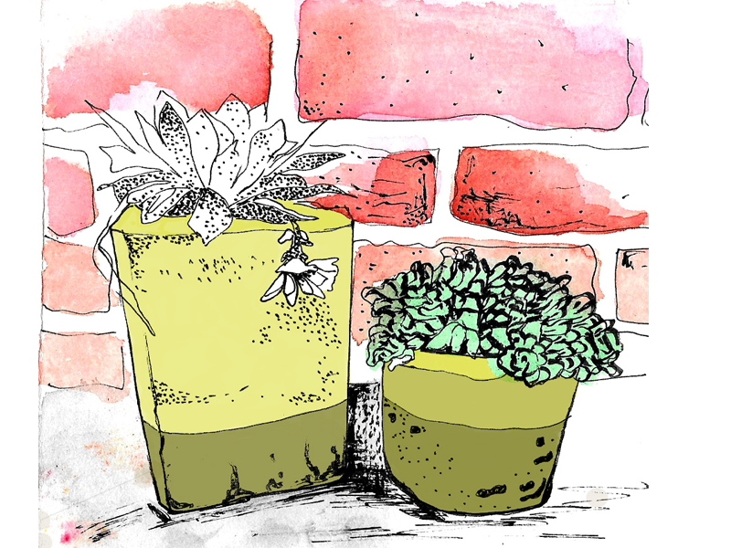 Planters 2 by Maleka Rangwala on Dribbble