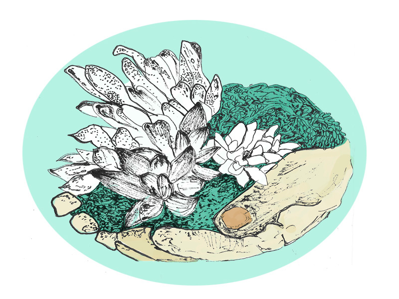 Planters - 12 by Maleka Rangwala on Dribbble