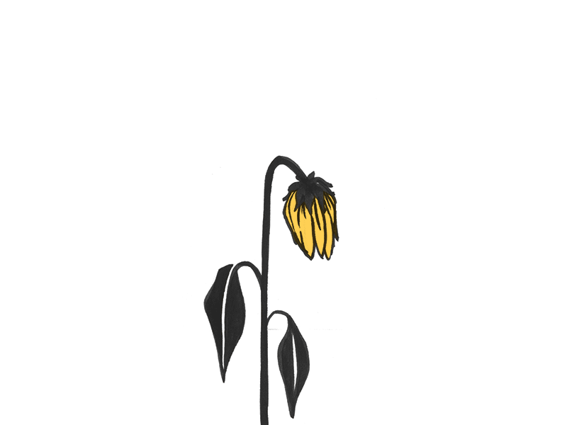 Wilting Flower Gif