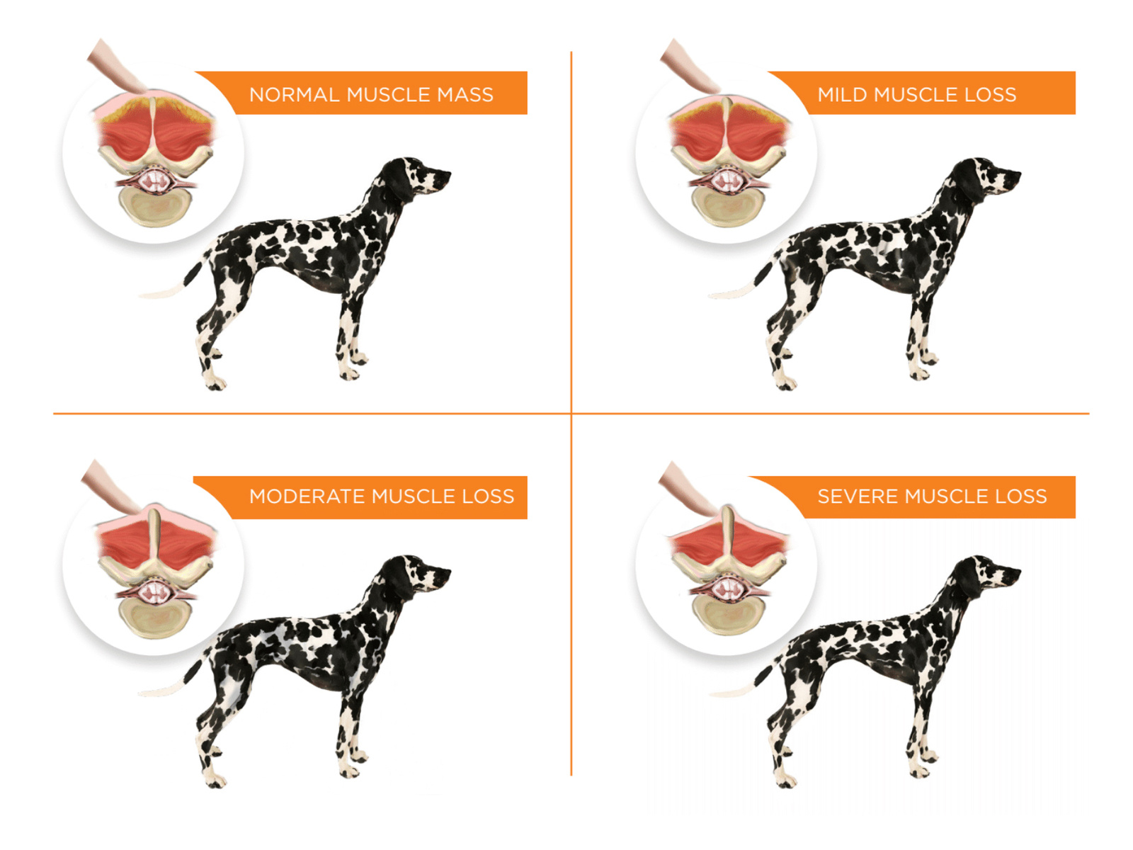 Muscle Scoring Diagrams by Tosha on Dribbble