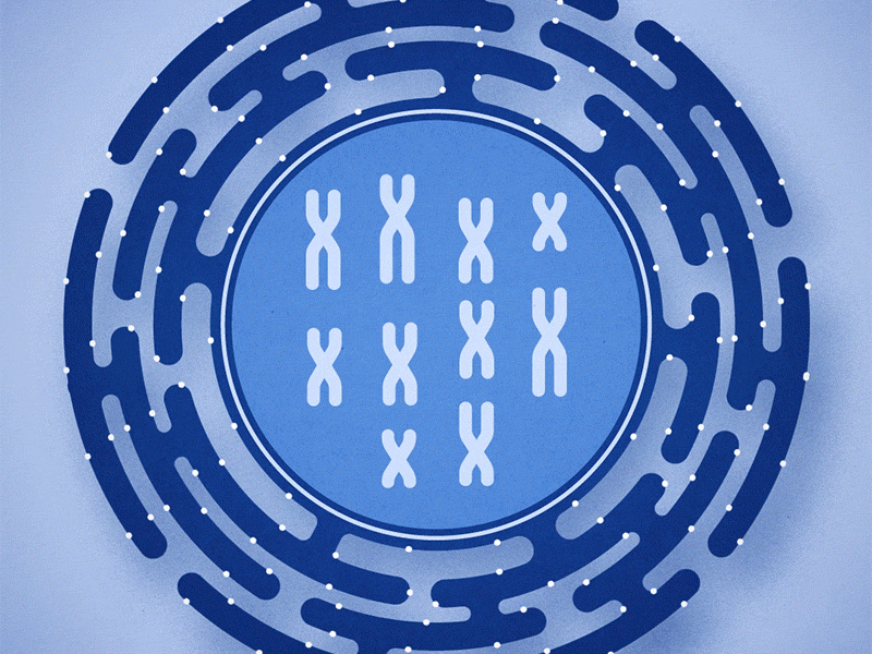 Animated Genes And Chromosomes Chromosome Structure | Biology For