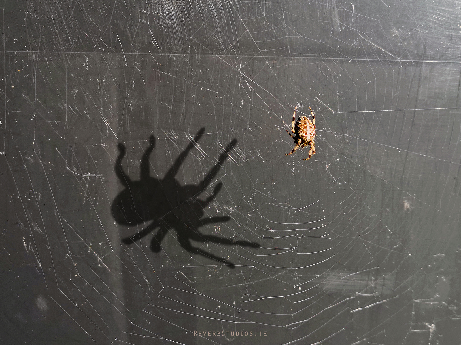 Spider Shadow by Leon Quinn on Dribbble