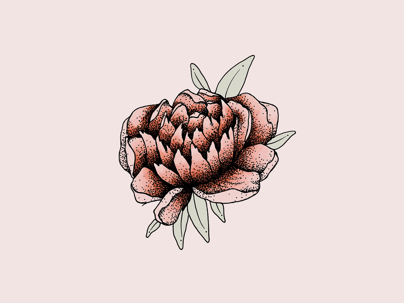 Baby Peony by Megan Riley on Dribbble