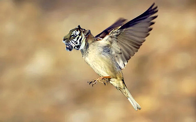 Flying Animal designs, themes, templates and downloadable graphic ...