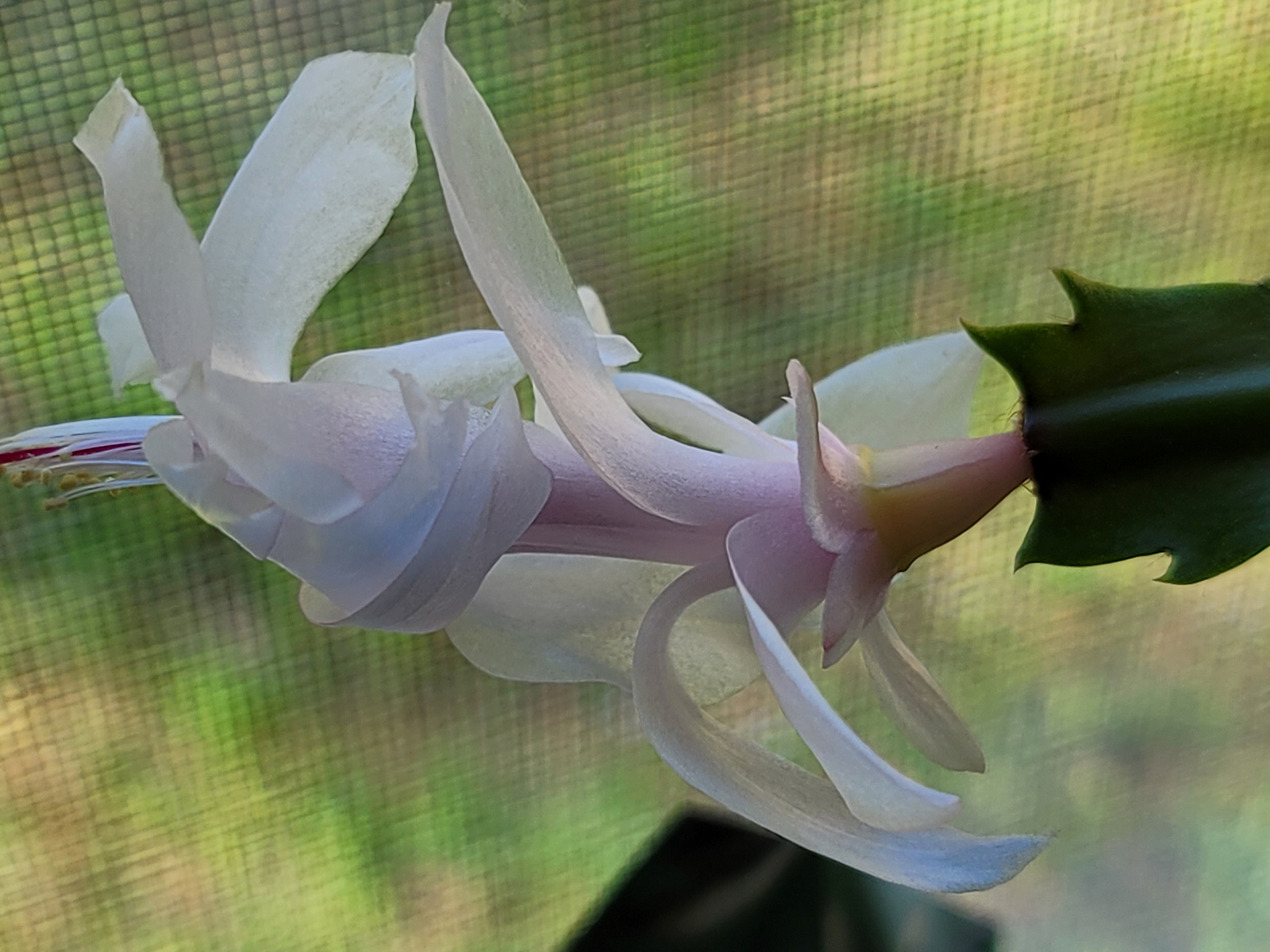white cactus flower by James Bostock on Dribbble
