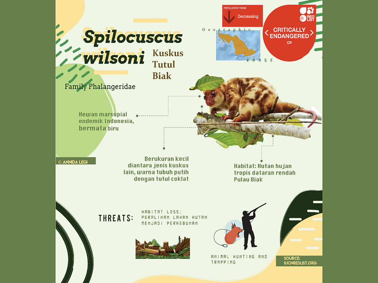 The Blue-eyed Spotted Cuscus by Annida Legi on Dribbble