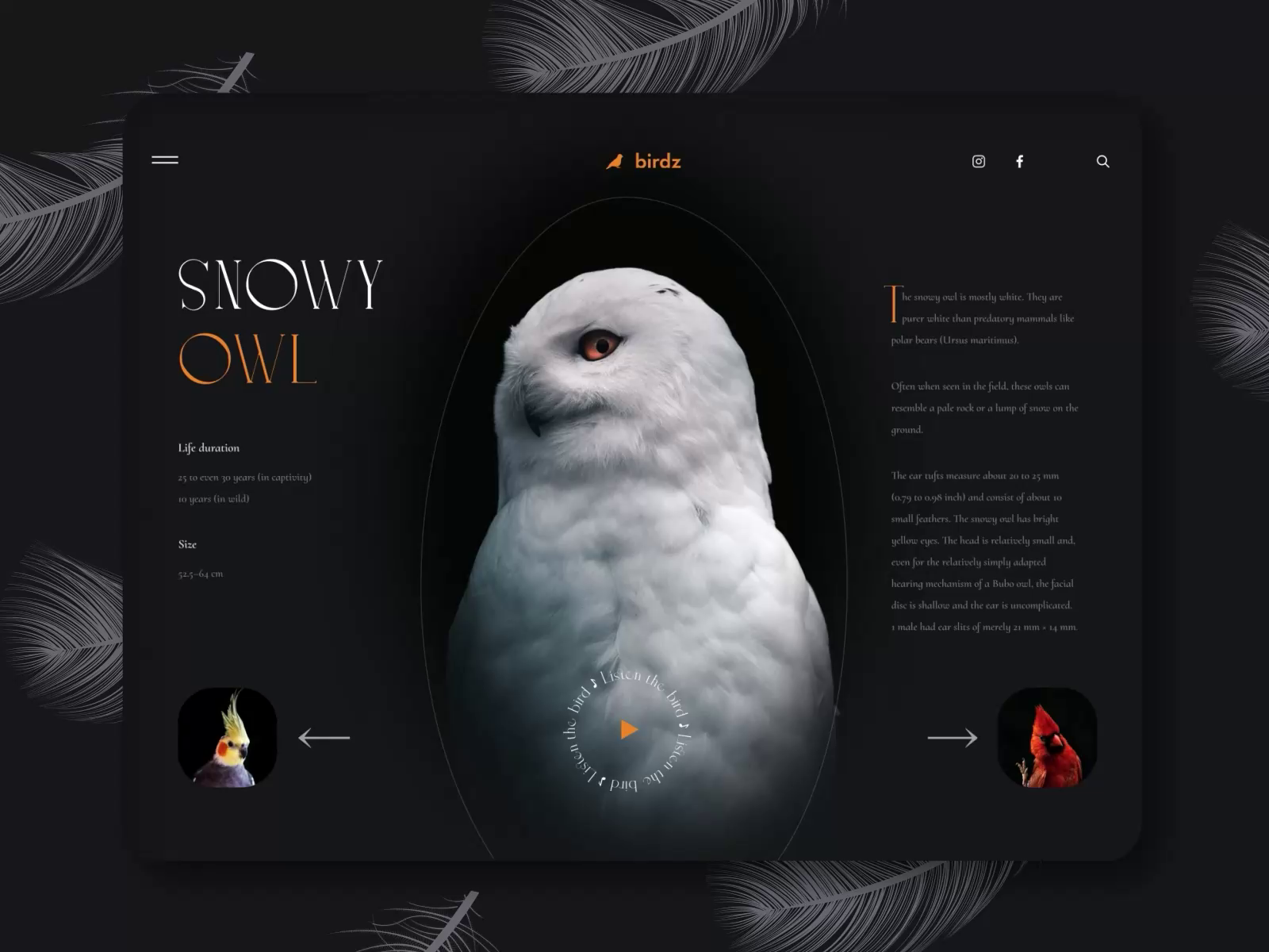 Website about birds by Anna Kapustina for Gotoinc on Dribbble