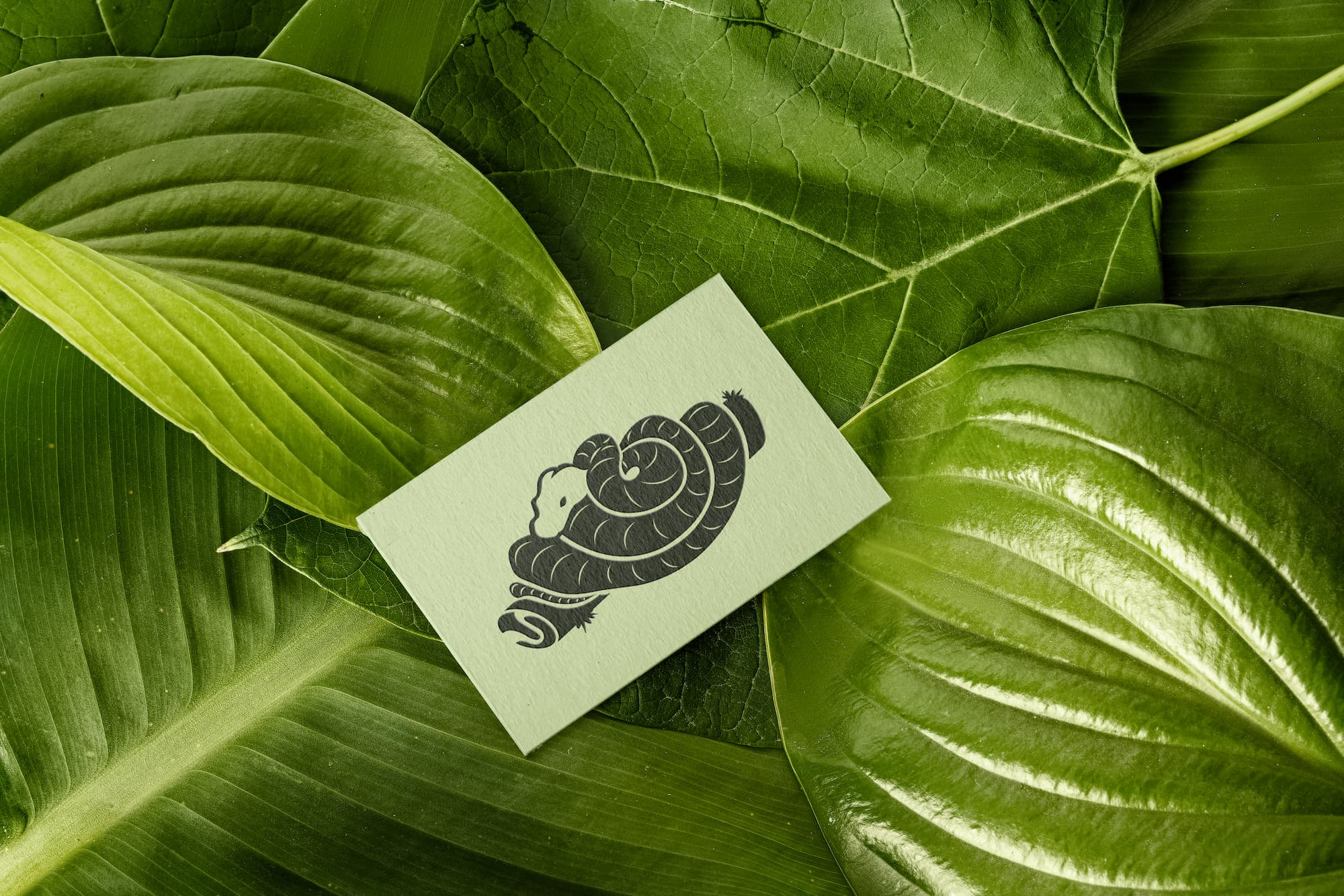 Snake on the Branch Logo by Toms Stals for Logocave on Dribbble