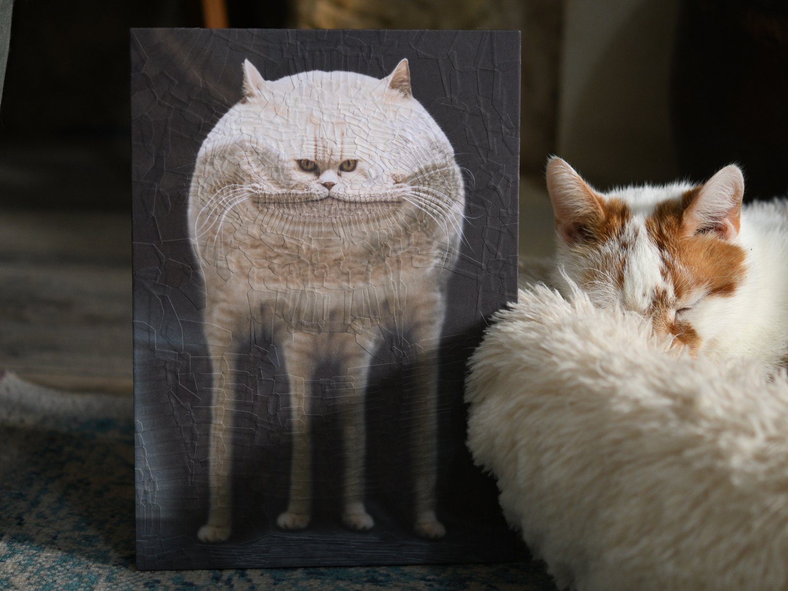 Fluffy, Charlie by Lola Dupre on Dribbble