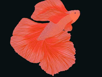 Beta Fish designs, themes, templates and downloadable graphic elements ...