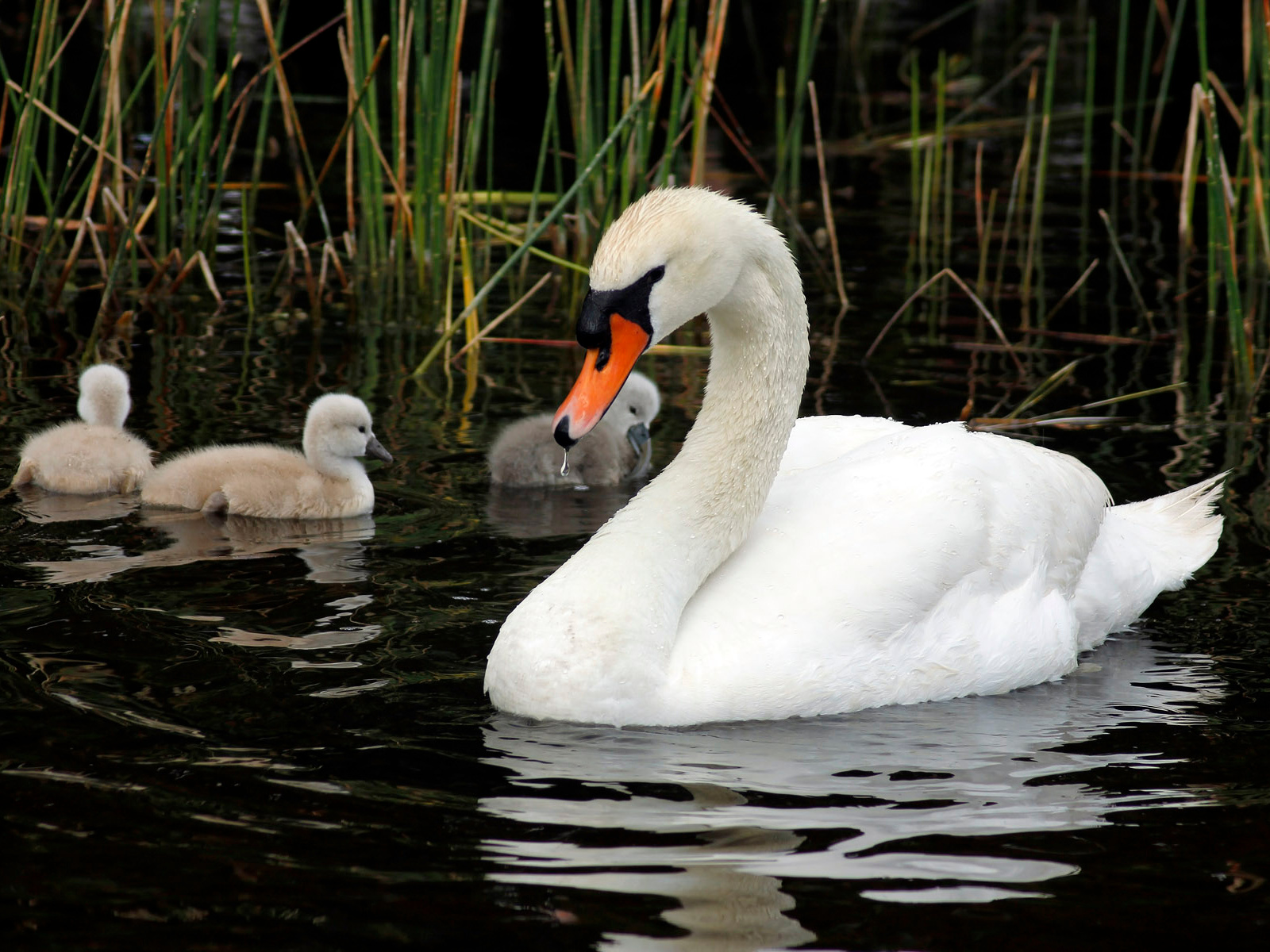 Spring Swans by Nancy Terry on Dribbble