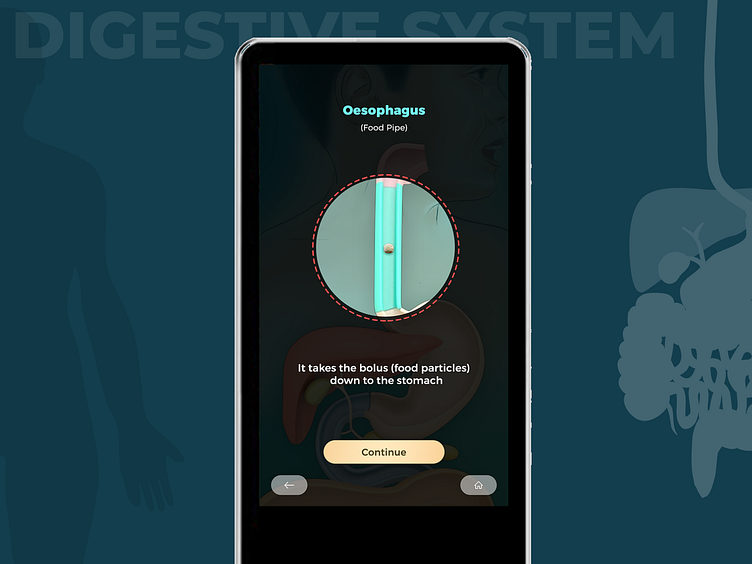 Digestive System - Kiosk App by Sankar Murugamuthu on Dribbble