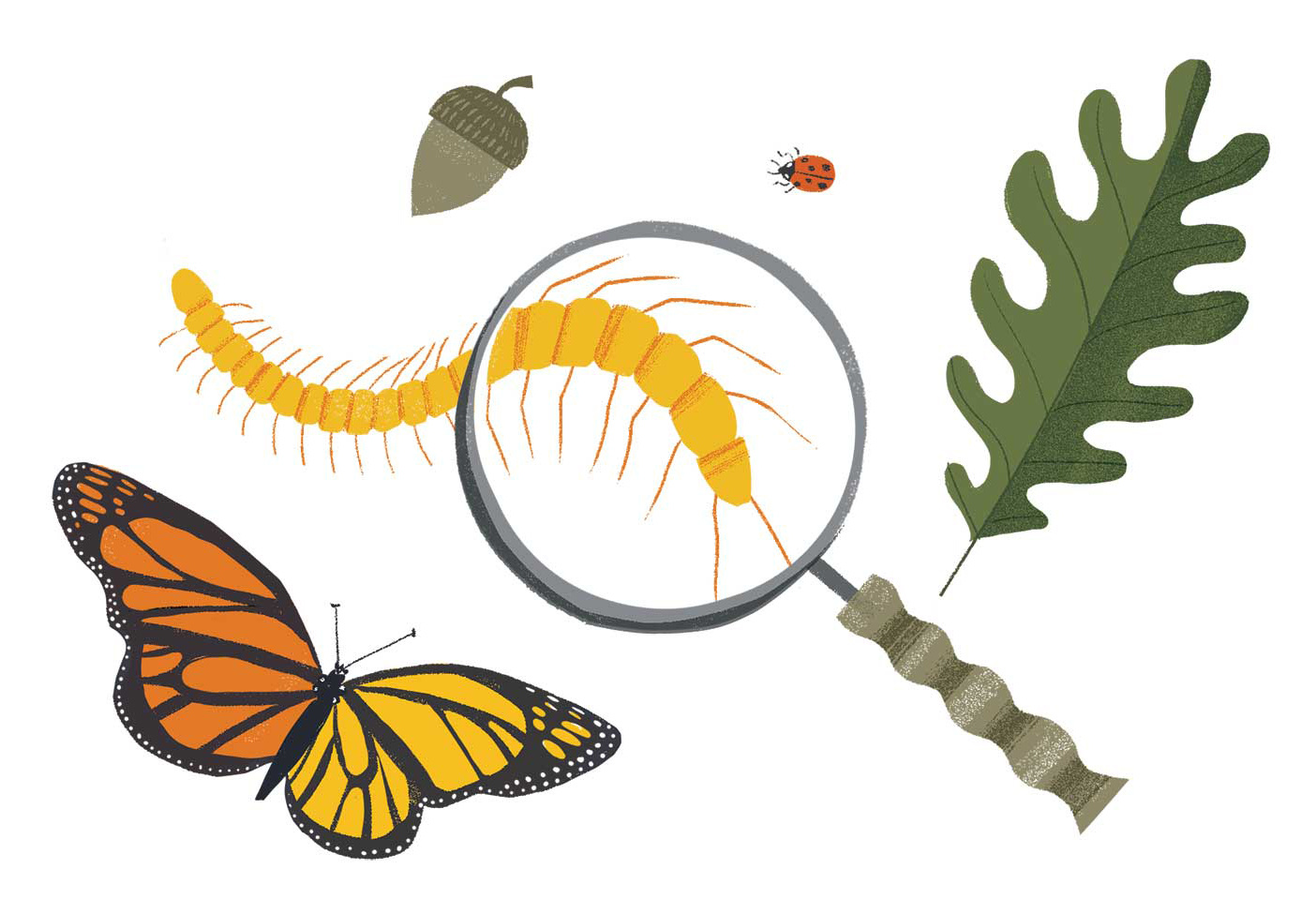 Darwin by Folio Illustration Agency on Dribbble