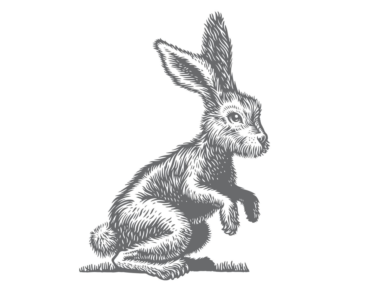 Silver Rabbit by Bob Case on Dribbble