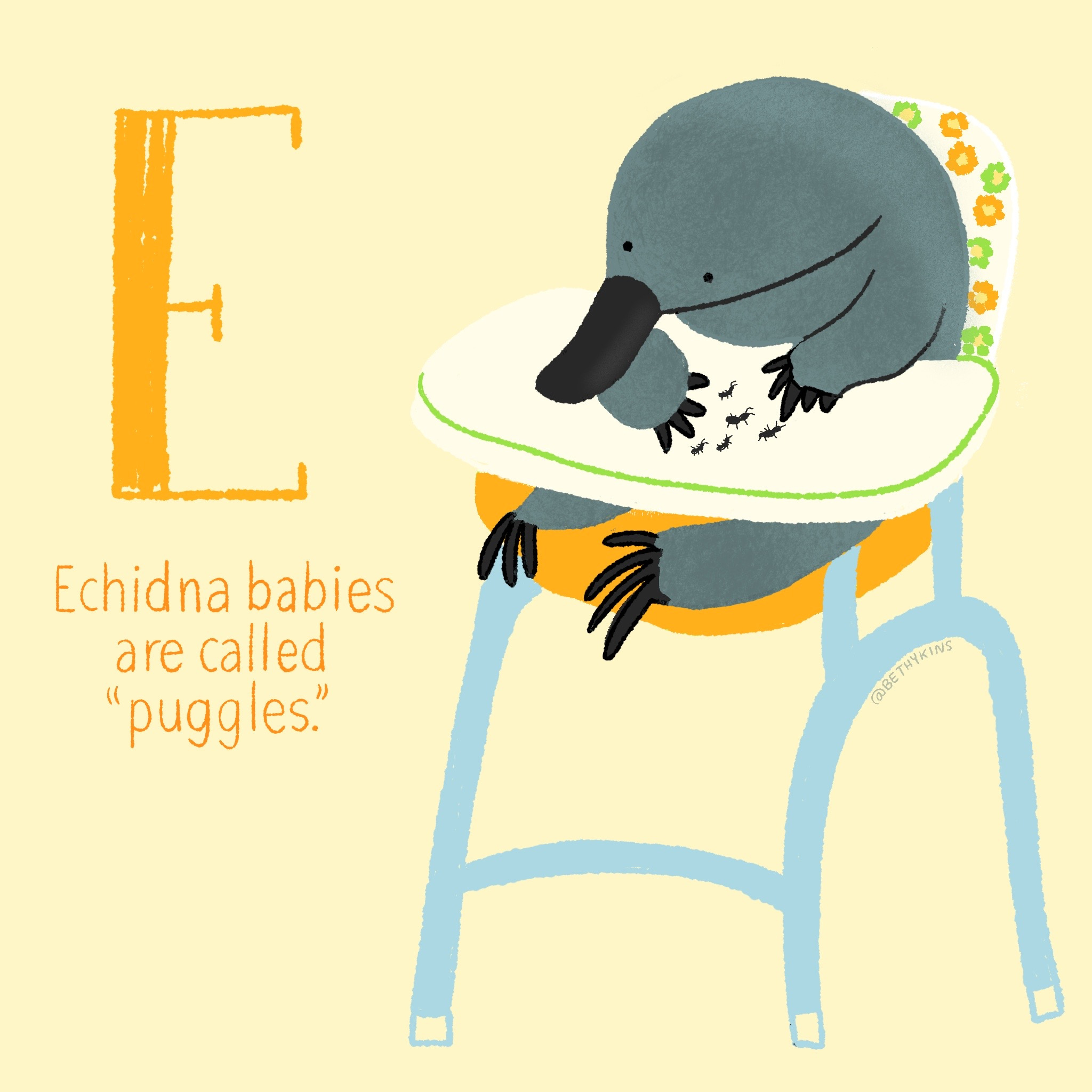 Echidna by Beth Spencer on Dribbble