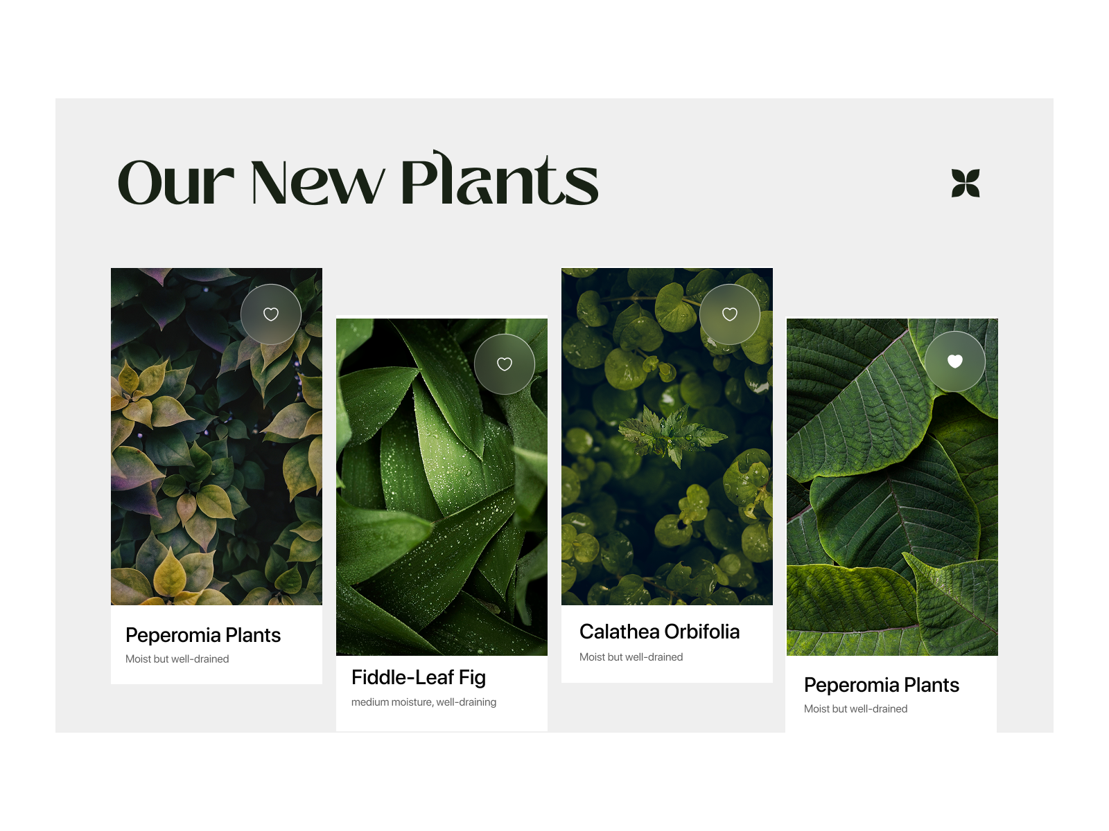 Flower shop web ui design by Roohi Koohi on Dribbble