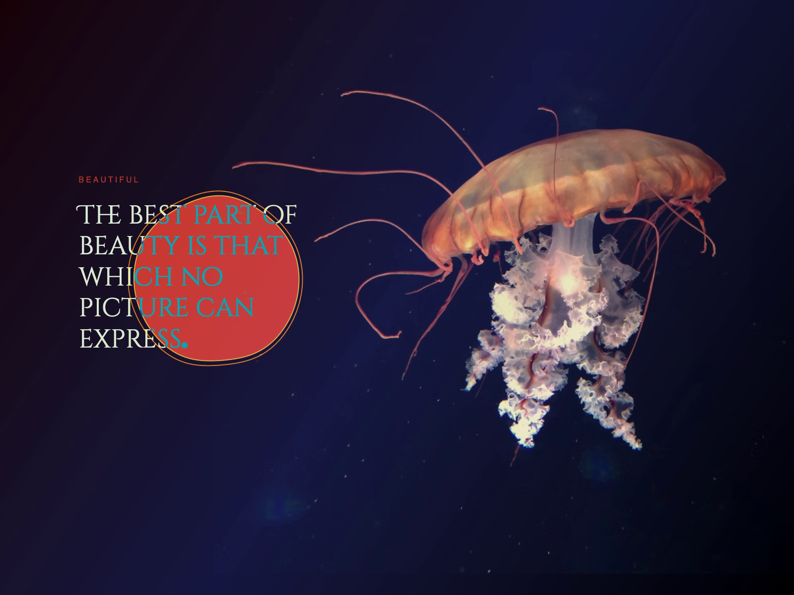 Jellyfish by Artem Zhigalin on Dribbble