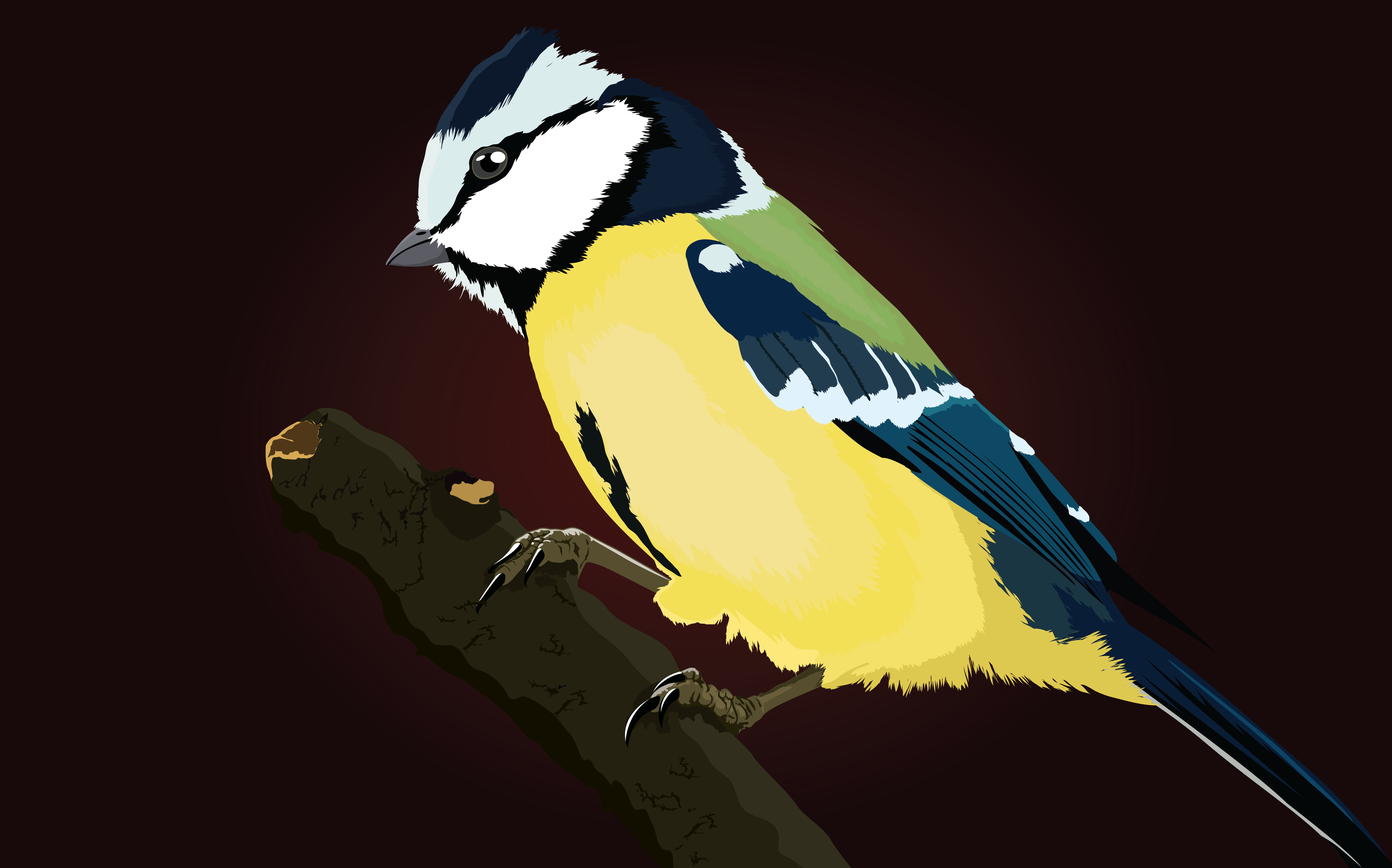 Blue Titmouse by Yasir Arafat on Dribbble