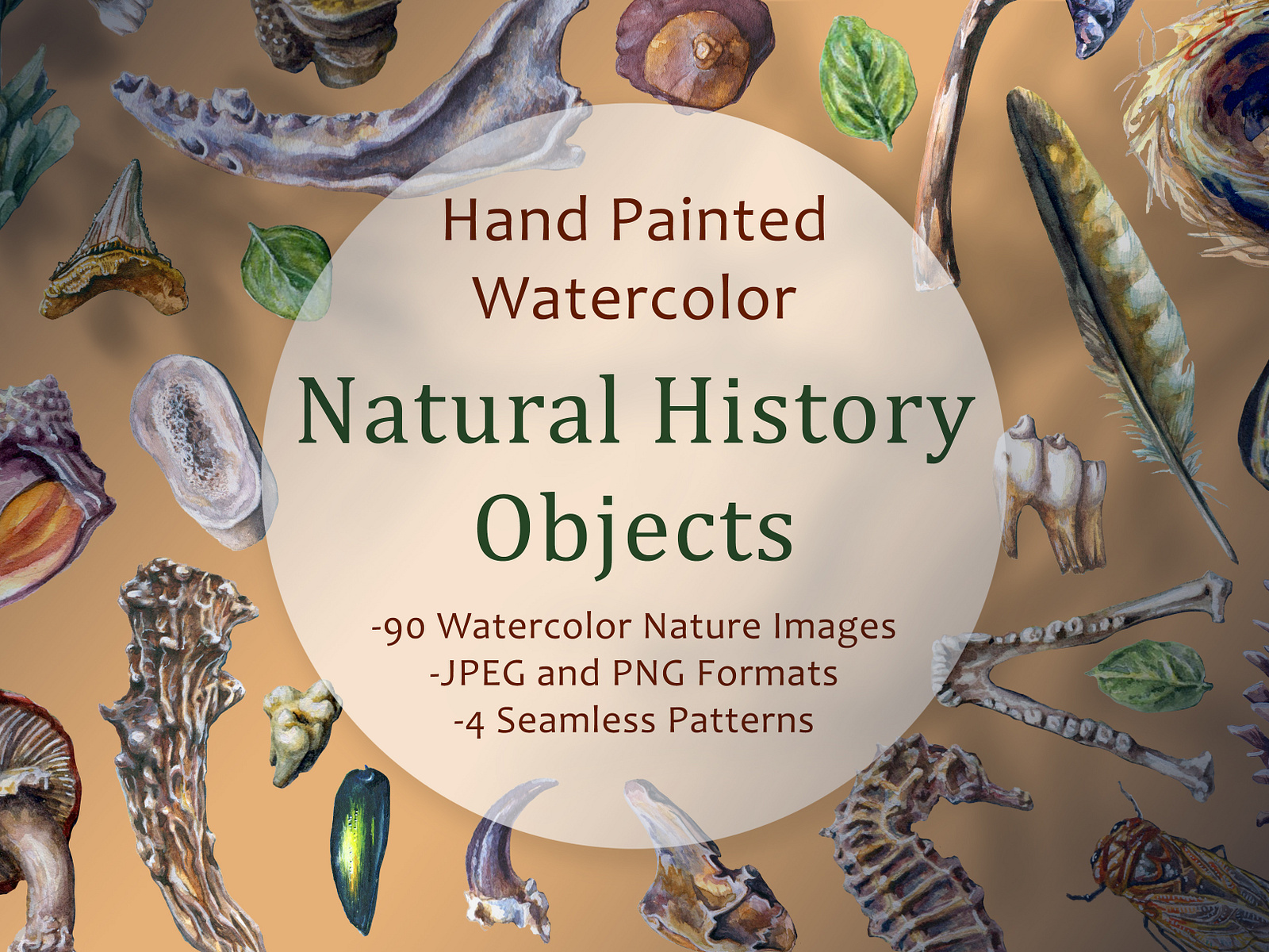 Natural History Hand-Painted Watercolor Graphics Set by Martha Iserman ...