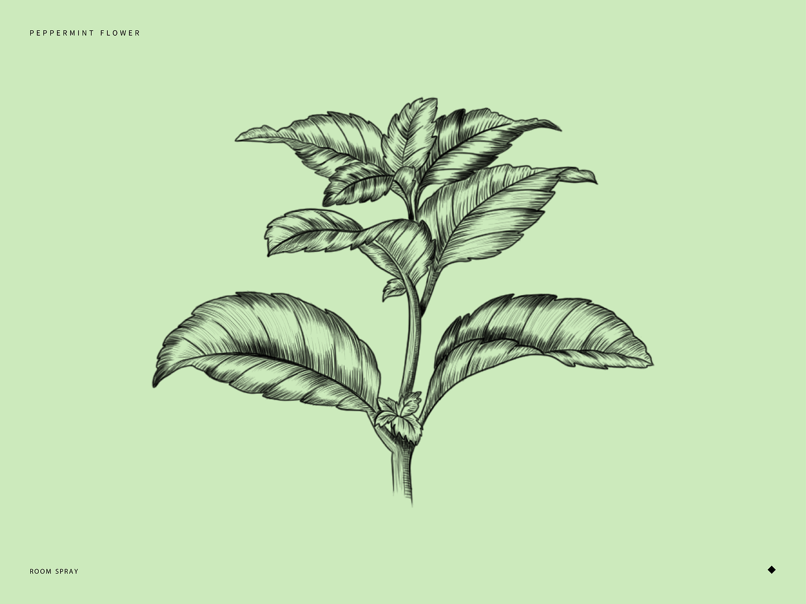 Peppermint Flower by Omnia Zaki on Dribbble