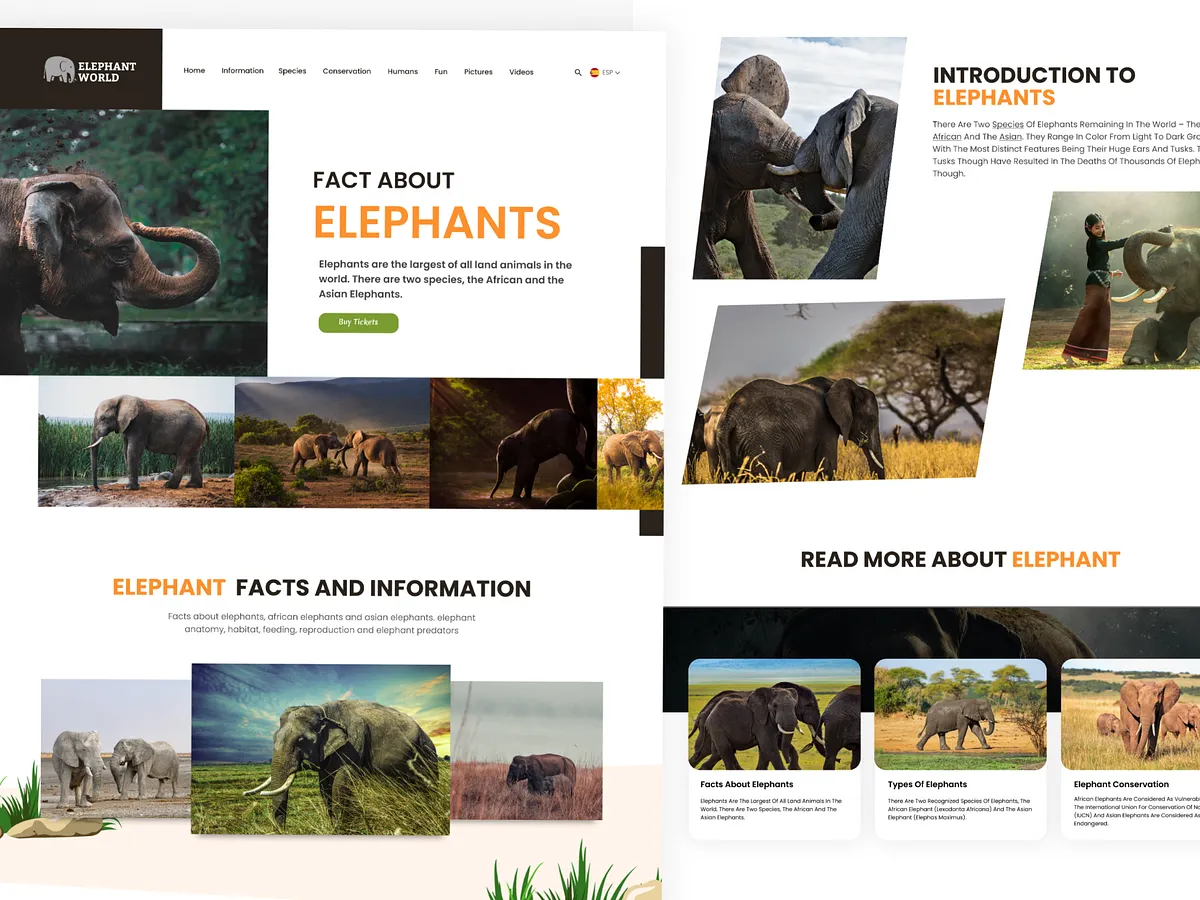 Wildlife Website designs, themes, templates and downloadable graphic ...