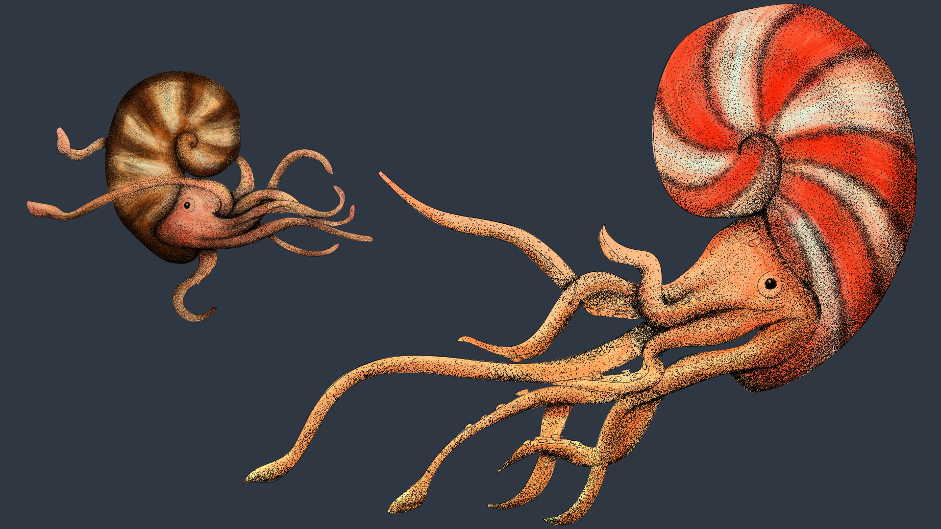 Pre-Historic Sea Creature Illustrations by Lauren Mines on Dribbble