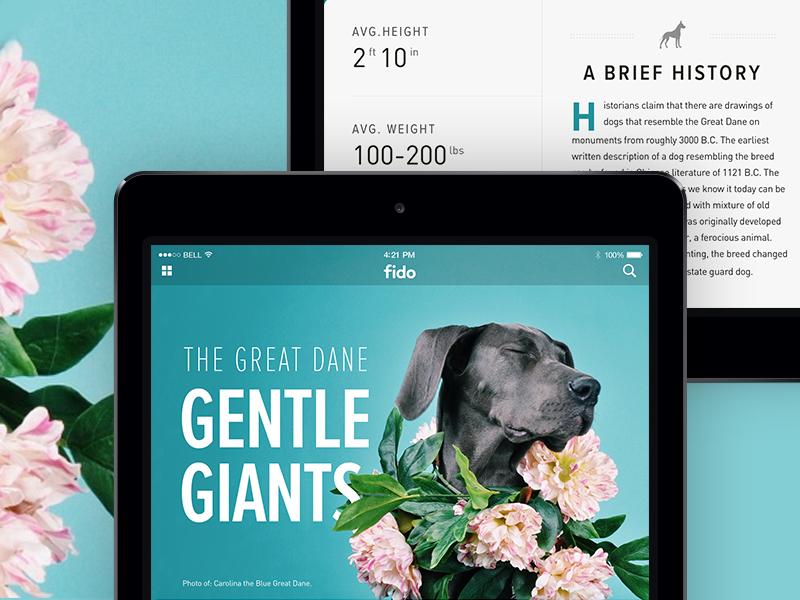 Fido - Concept by Phi Hoang on Dribbble