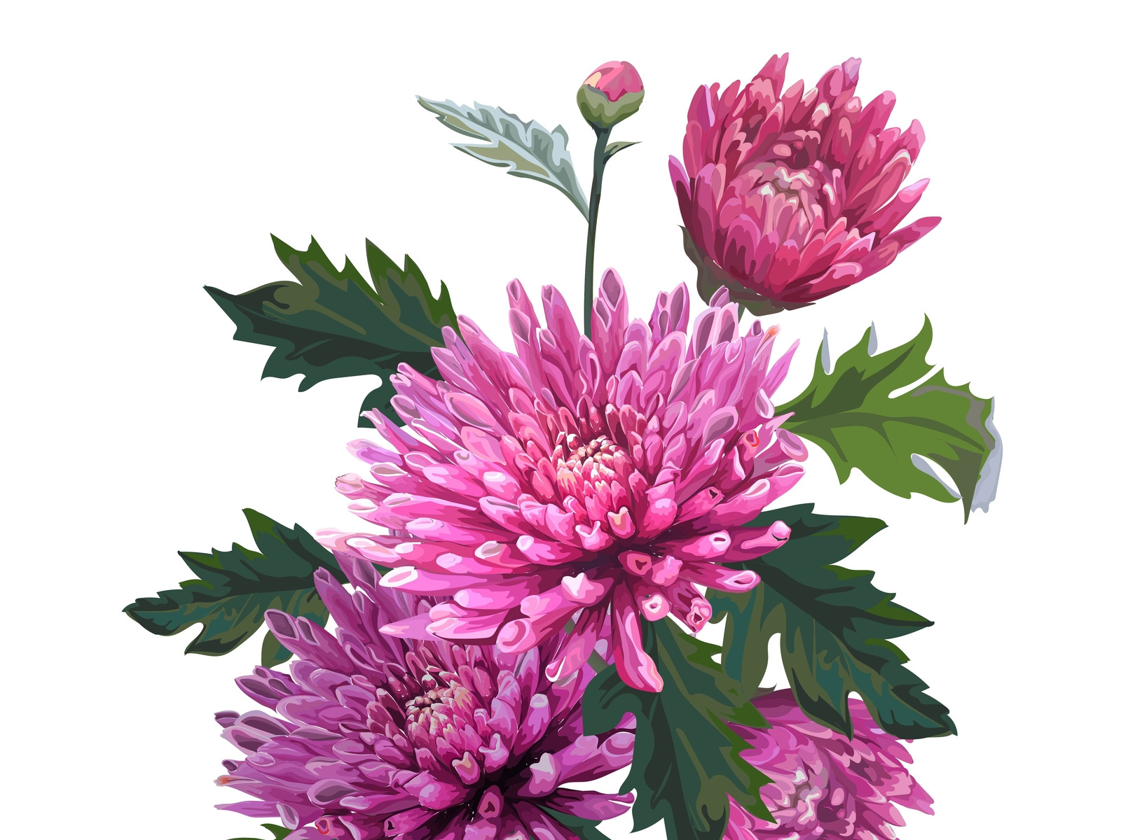 Chrysanthemum flower vector illustration by Weera Seeknguluam on Dribbble