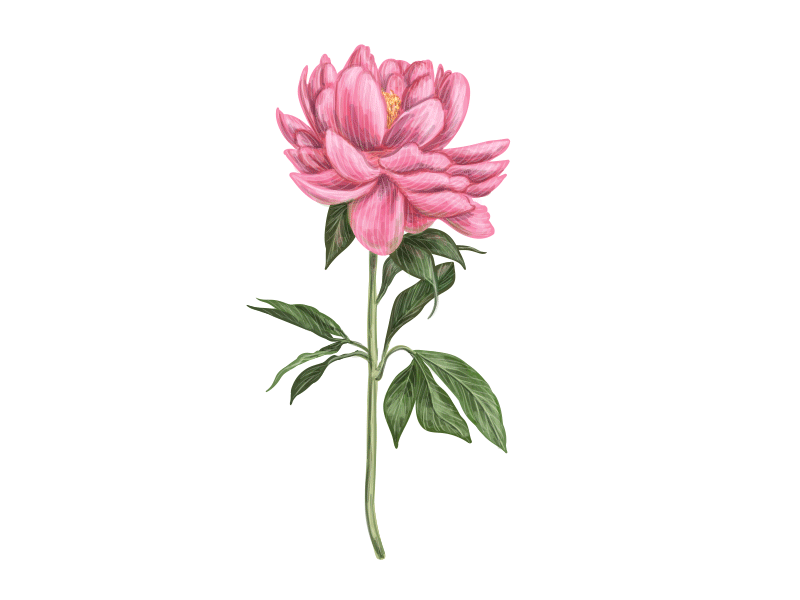 Flower drawing process by Natalka Dmitrova on Dribbble