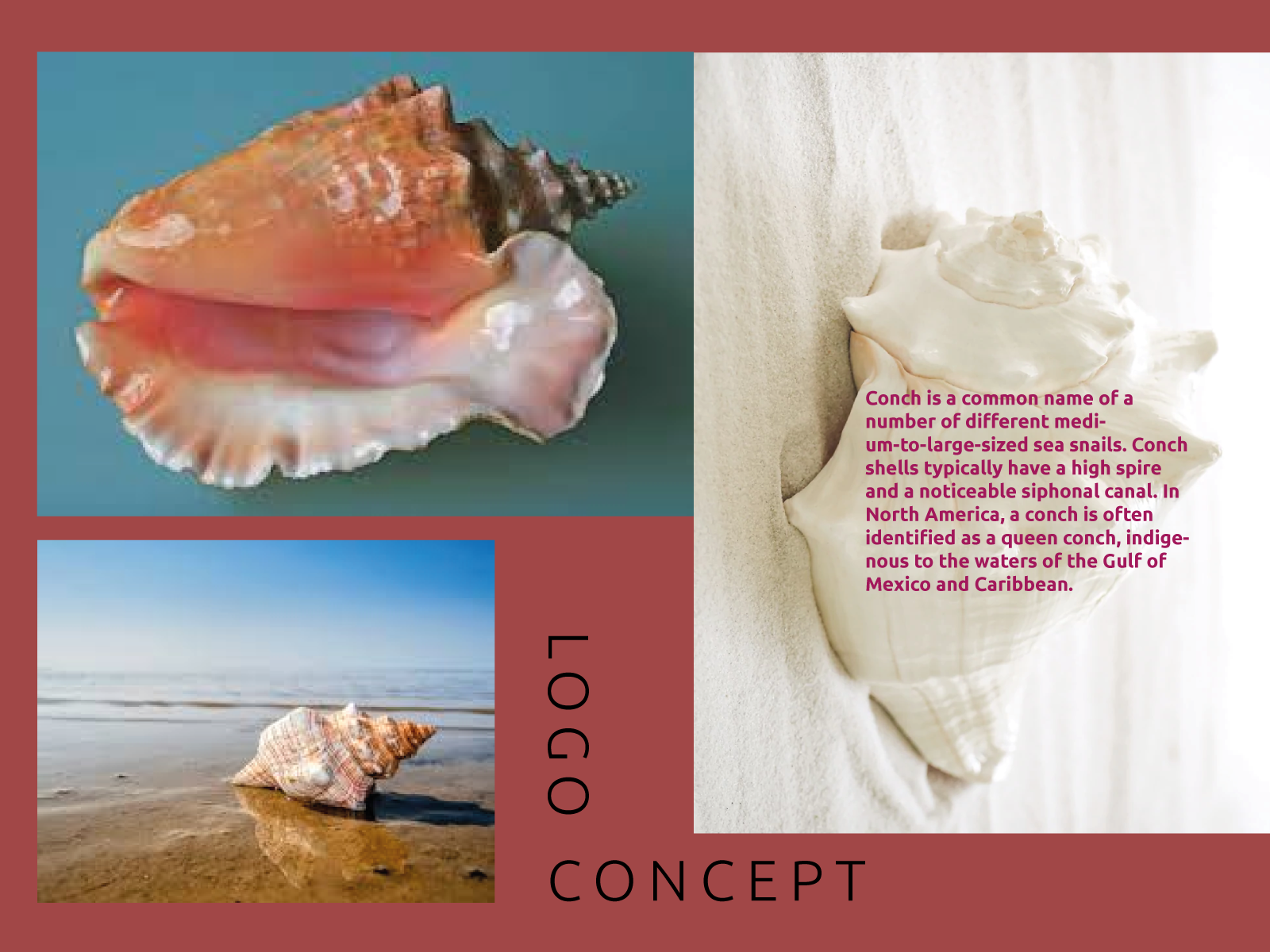 Conch Logo Branding by Ema_logo_Designer on Dribbble