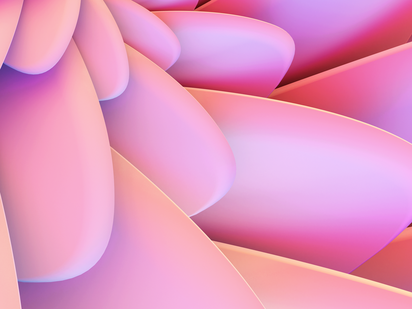 Shells 🐚 by Damian Patkowski on Dribbble