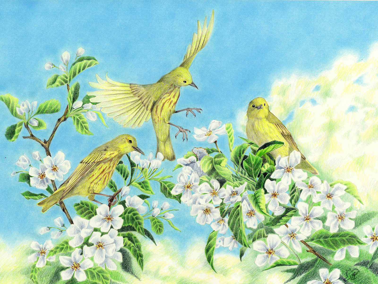 Yellow warblers on an apple tree by Aleksandra Savicheva on Dribbble