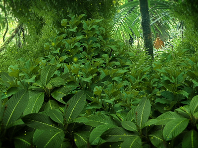Amazon Rainforest Perfume – Motion Graphics Ad by Sofia Castilla on ...