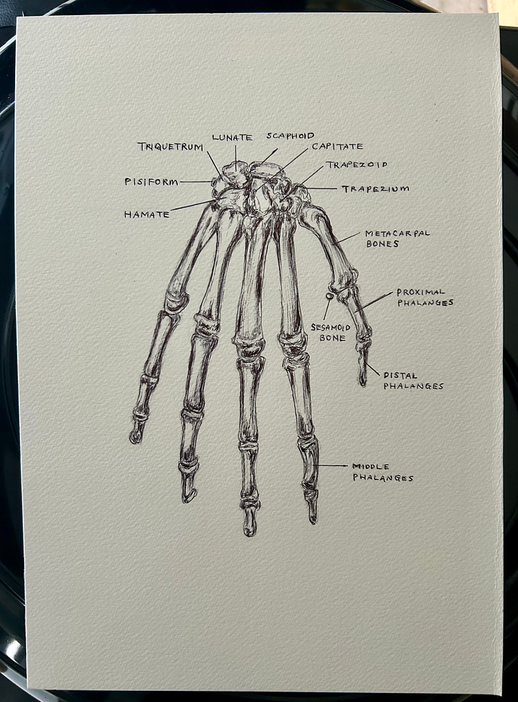 Ballpen Medical Drawing 🏻 Bones 🦴 by Ballpointpen Illustrator on Dribbble