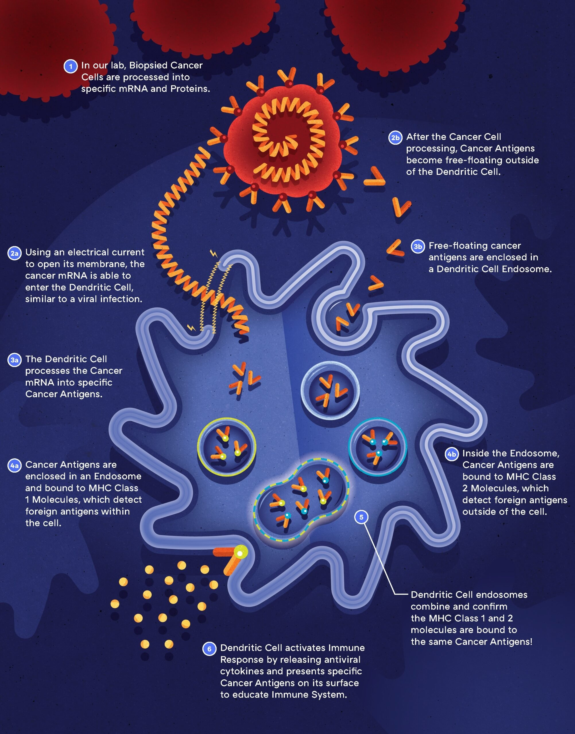 Browse thousands of Cell images for design inspiration | Dribbble