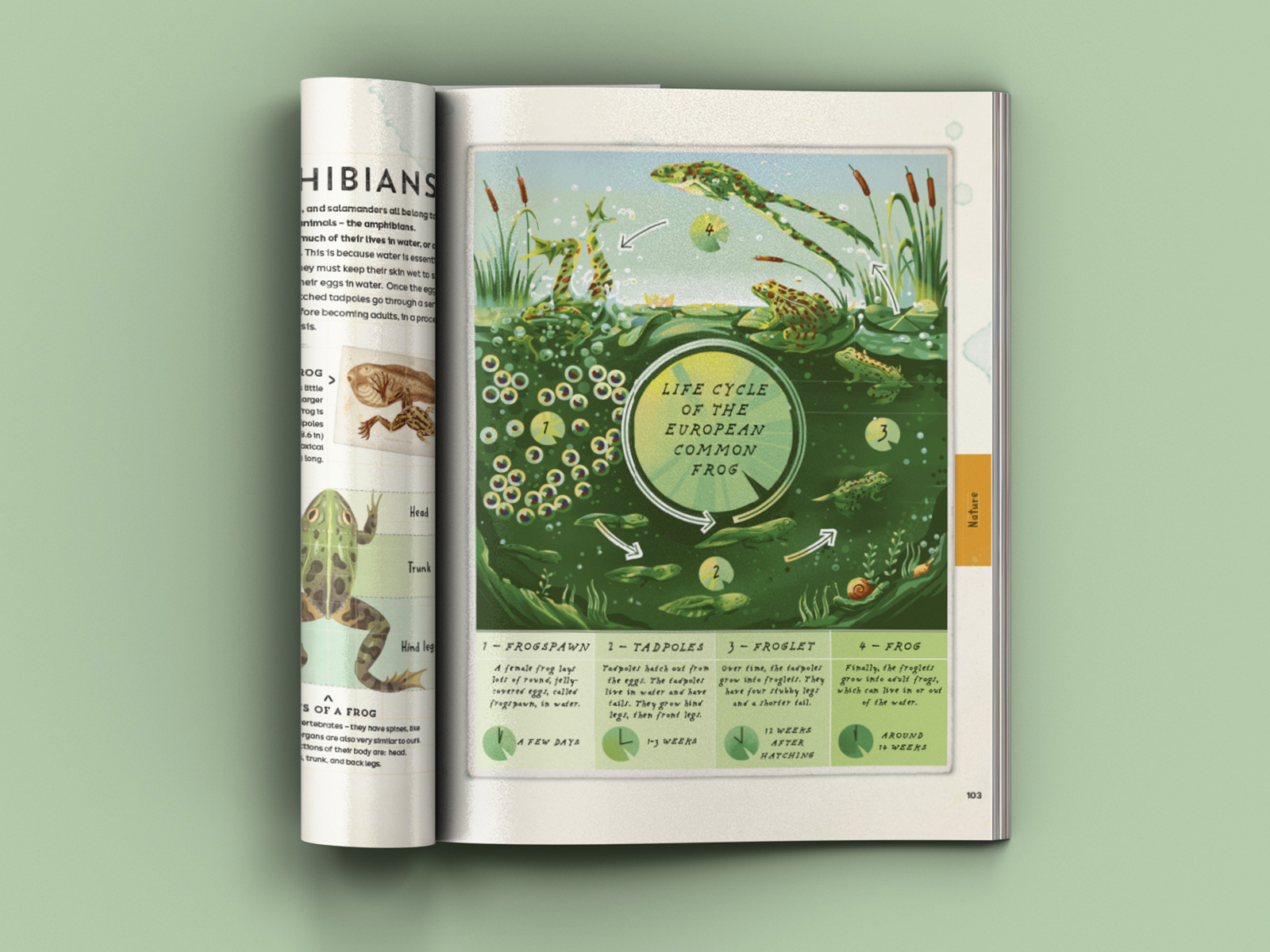 Life cycle of Amphibians by MUTI on Dribbble