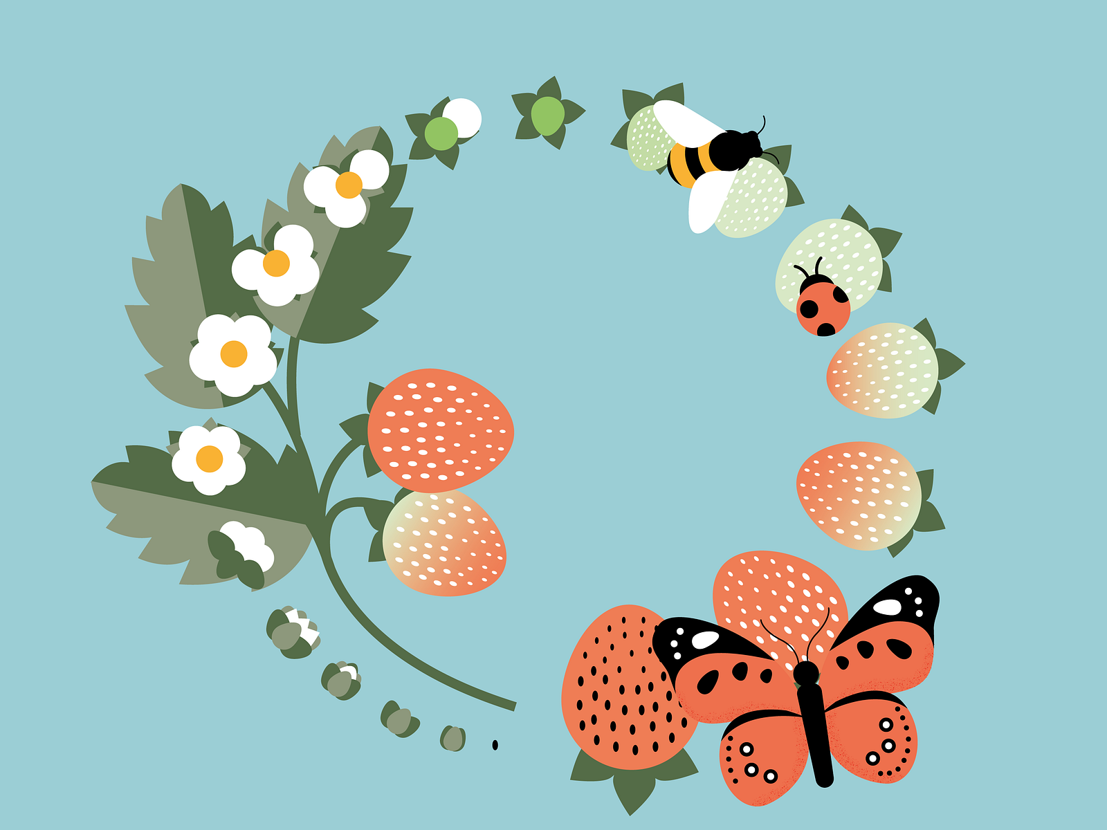 Strawberry life cycle infographic by Helen Eady on Dribbble