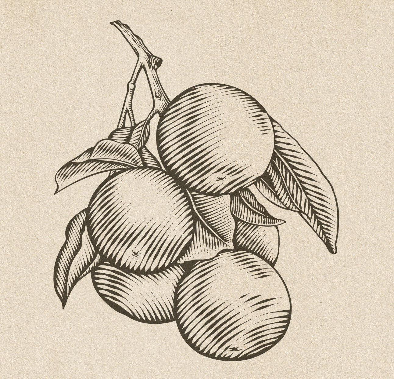 Vintage Fruits Illustration by Citruz. CreativeLab on Dribbble