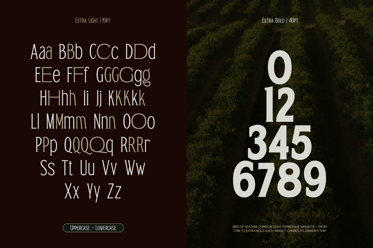 TRT Bird Of Feather – Elegant Serif Typeface by Truetype on Dribbble