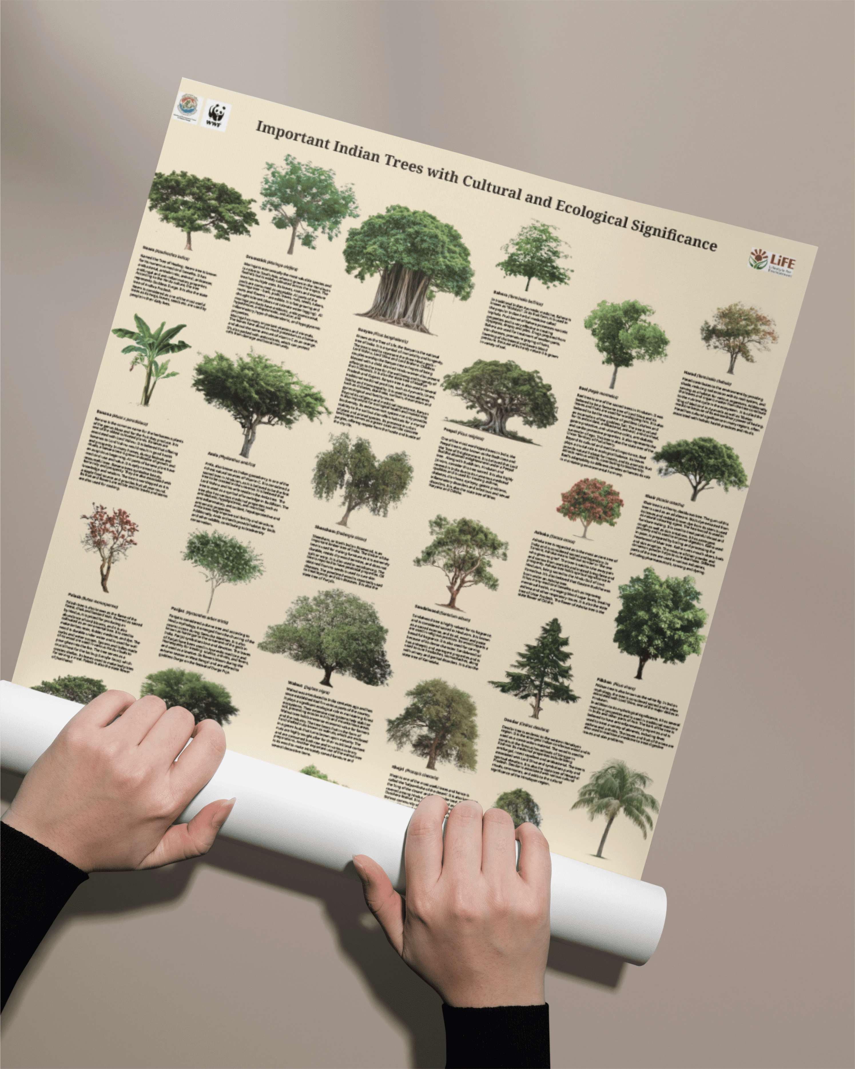 Important Indian Trees Poster by Anchit Gupta on Dribbble