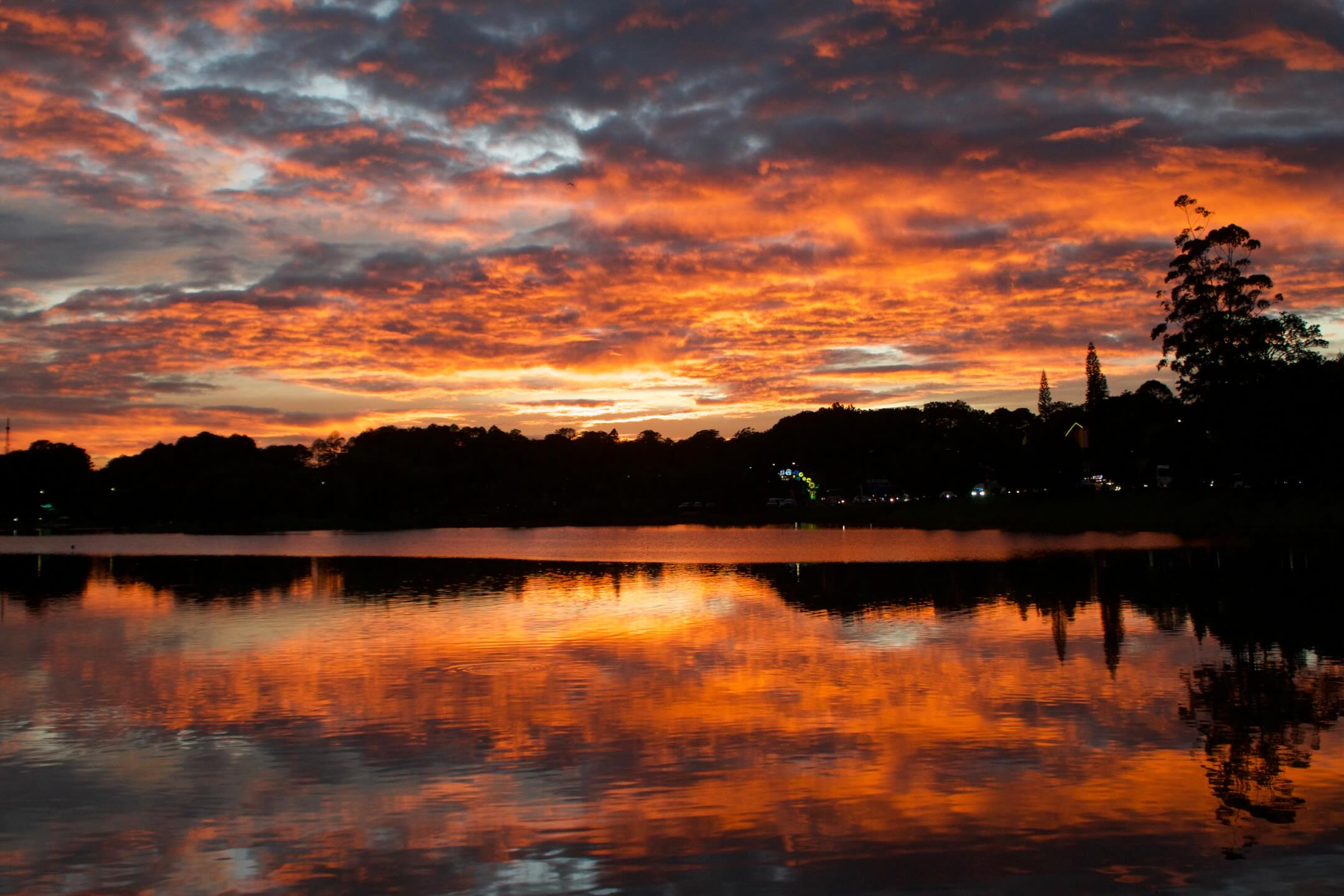 Dallas - Paloma Gómez Borrero by Paloma Gómez Borrero on Dribbble