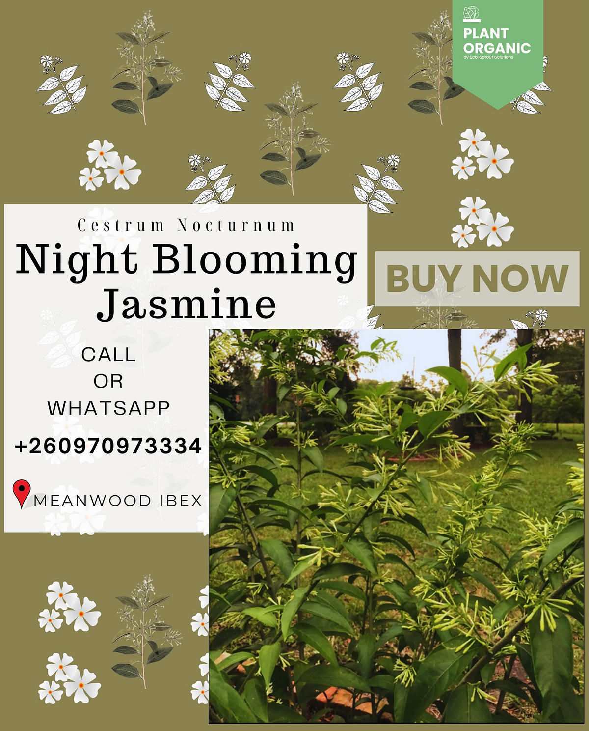 Night Jasmin by Shadrack Mwelwa on Dribbble