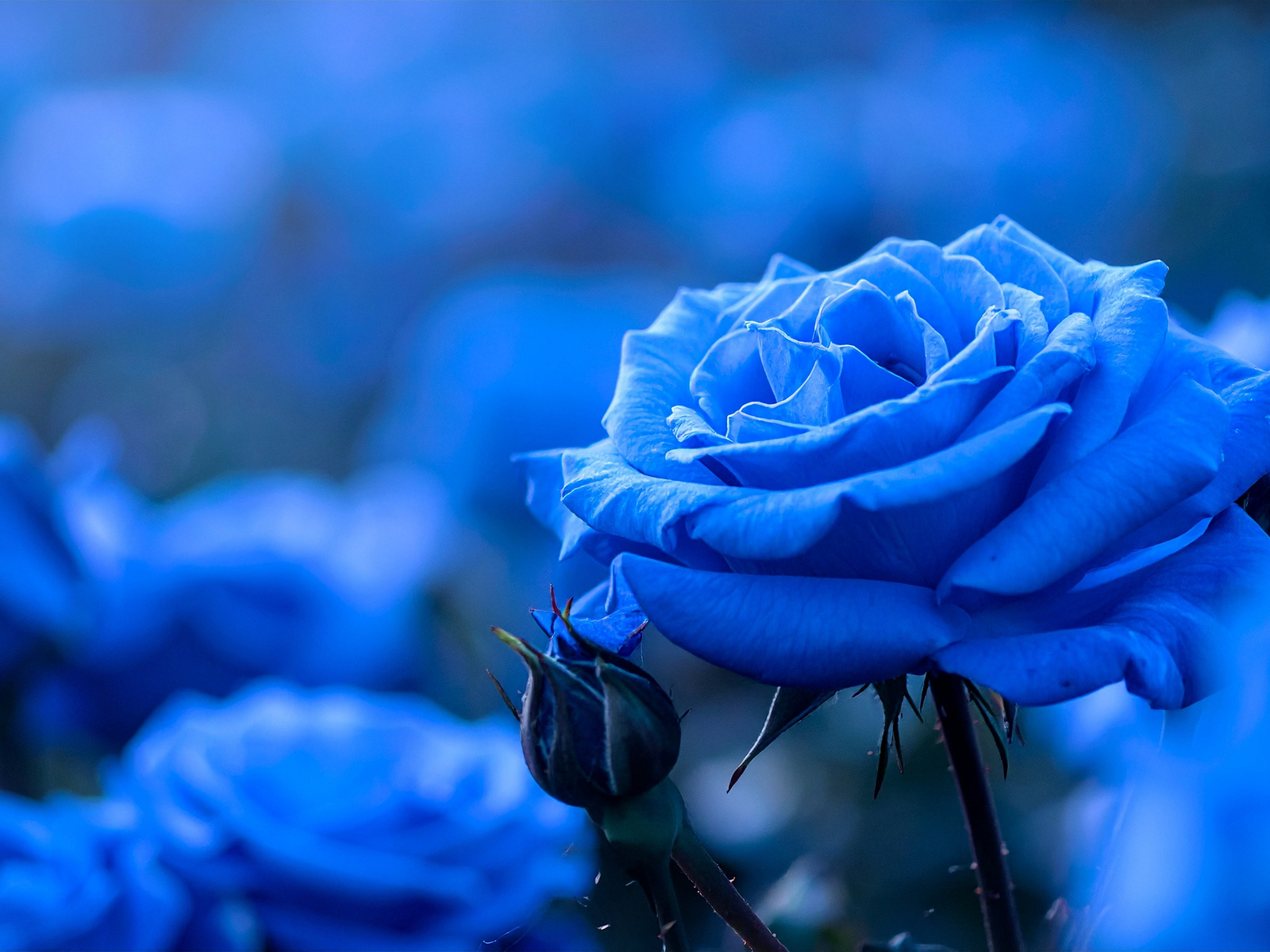 blue roses field close up background by Nicolrr on Dribbble