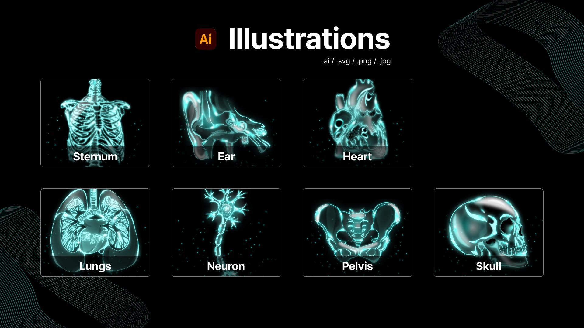 Motion graphics for human anatomy by Kaori A on Dribbble