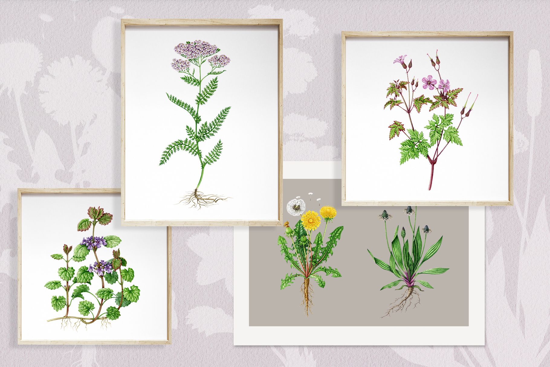 Hand Drawn Watercolor Medicinal Herbs Botanical Illustrations by Anna ...