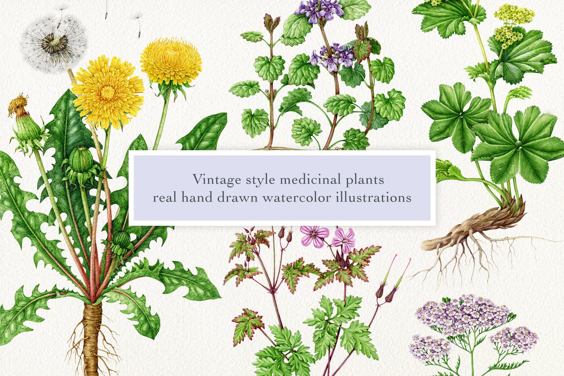Hand Drawn Watercolor Medicinal Herbs Botanical Illustrations by Anna ...