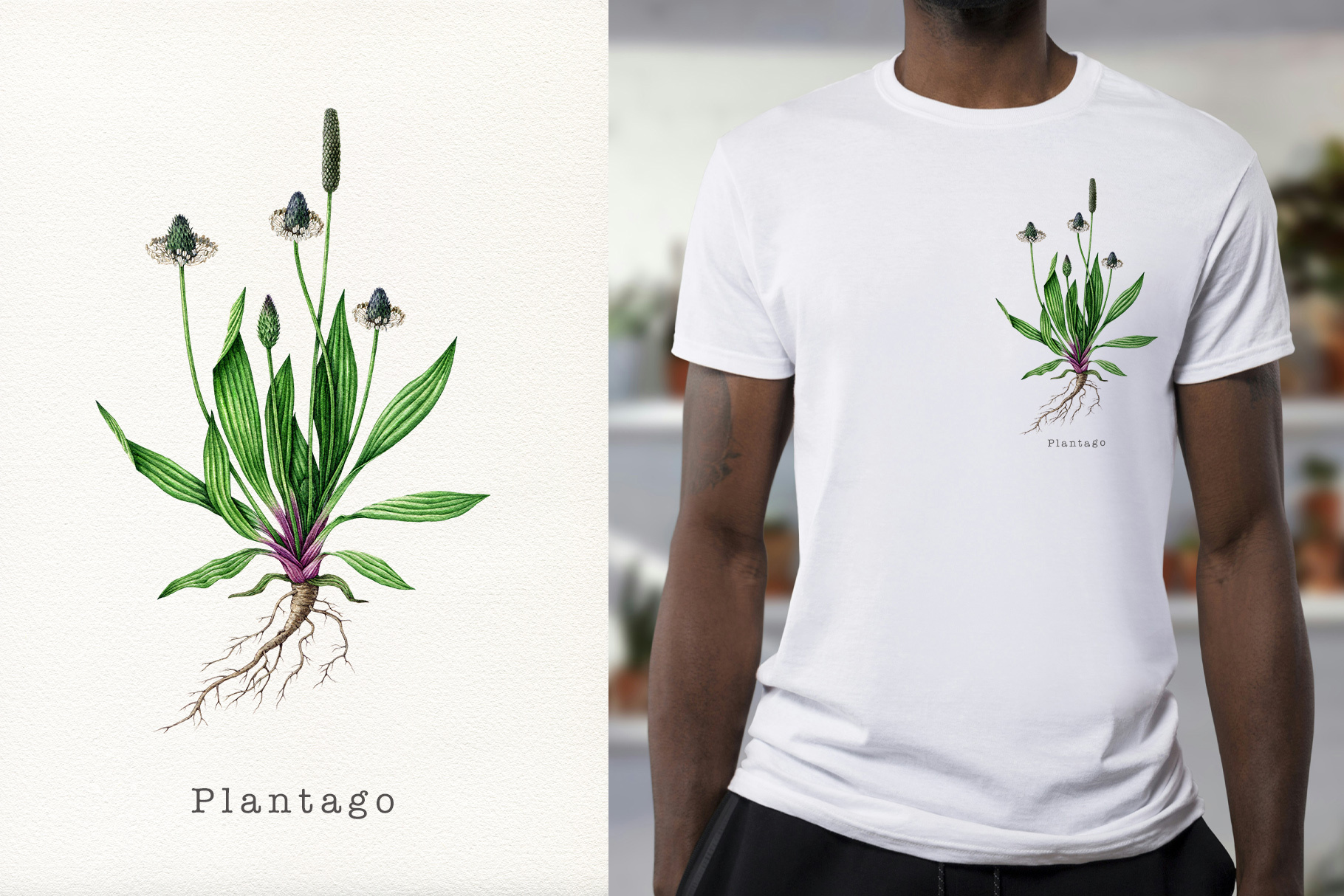 Hand Drawn Watercolor Medicinal Herbs Botanical Illustrations by Anna ...