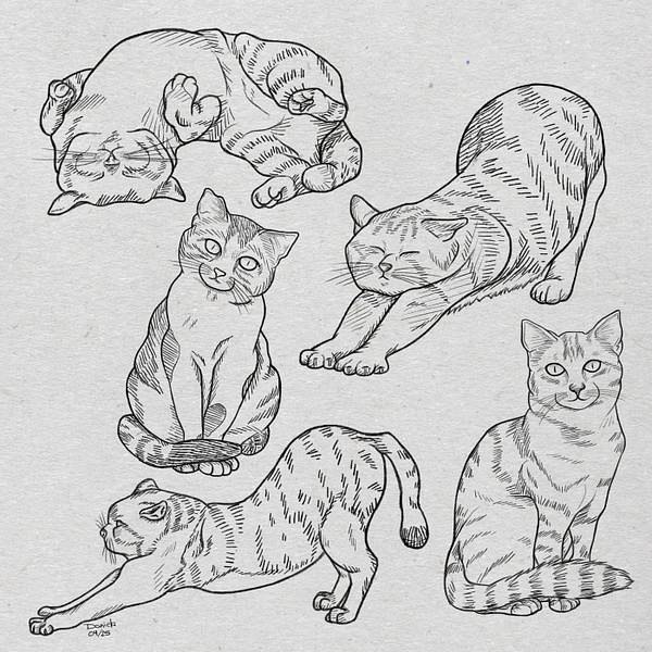 Cats practice - Ink digital drawing by Daniela Meza on Dribbble