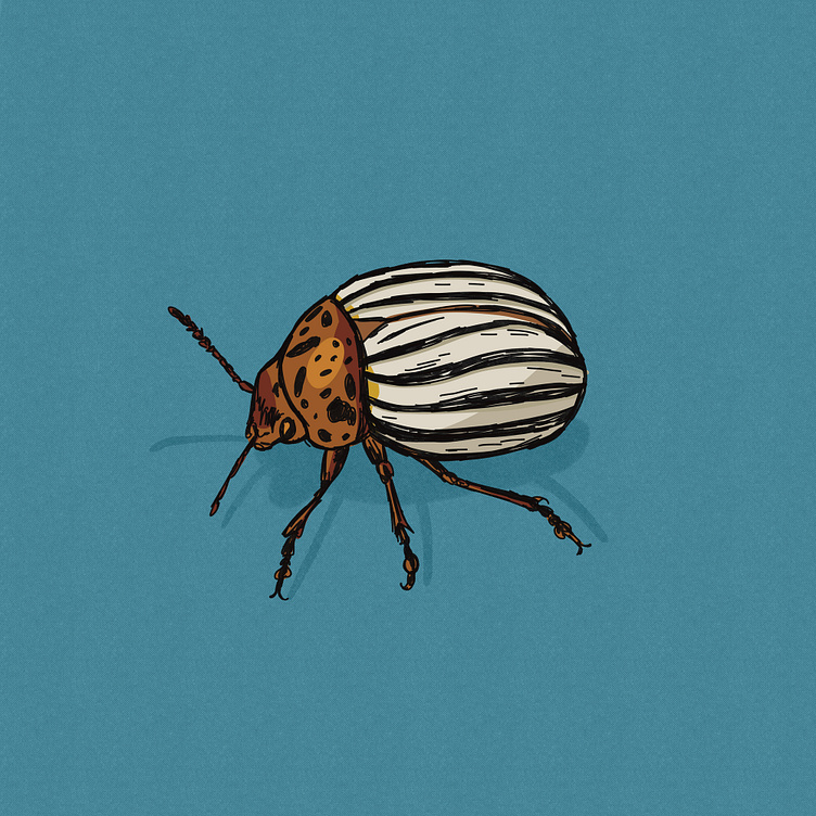 Potato Bug Insect Illustration by Jen Borror | Hoot Design Studio on ...