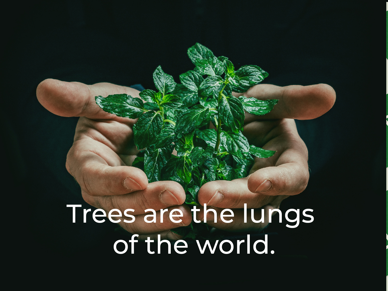 Green Tree Logo and Brand Identity Design by Design Burg for Brand ...